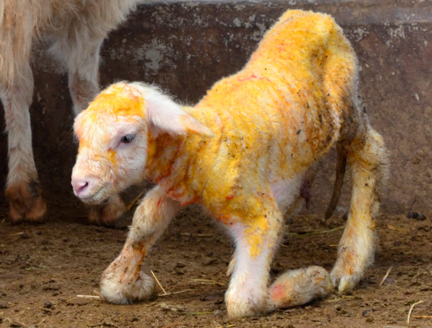 Cloning Animals Gone Wrong Cloned Animals | National Review