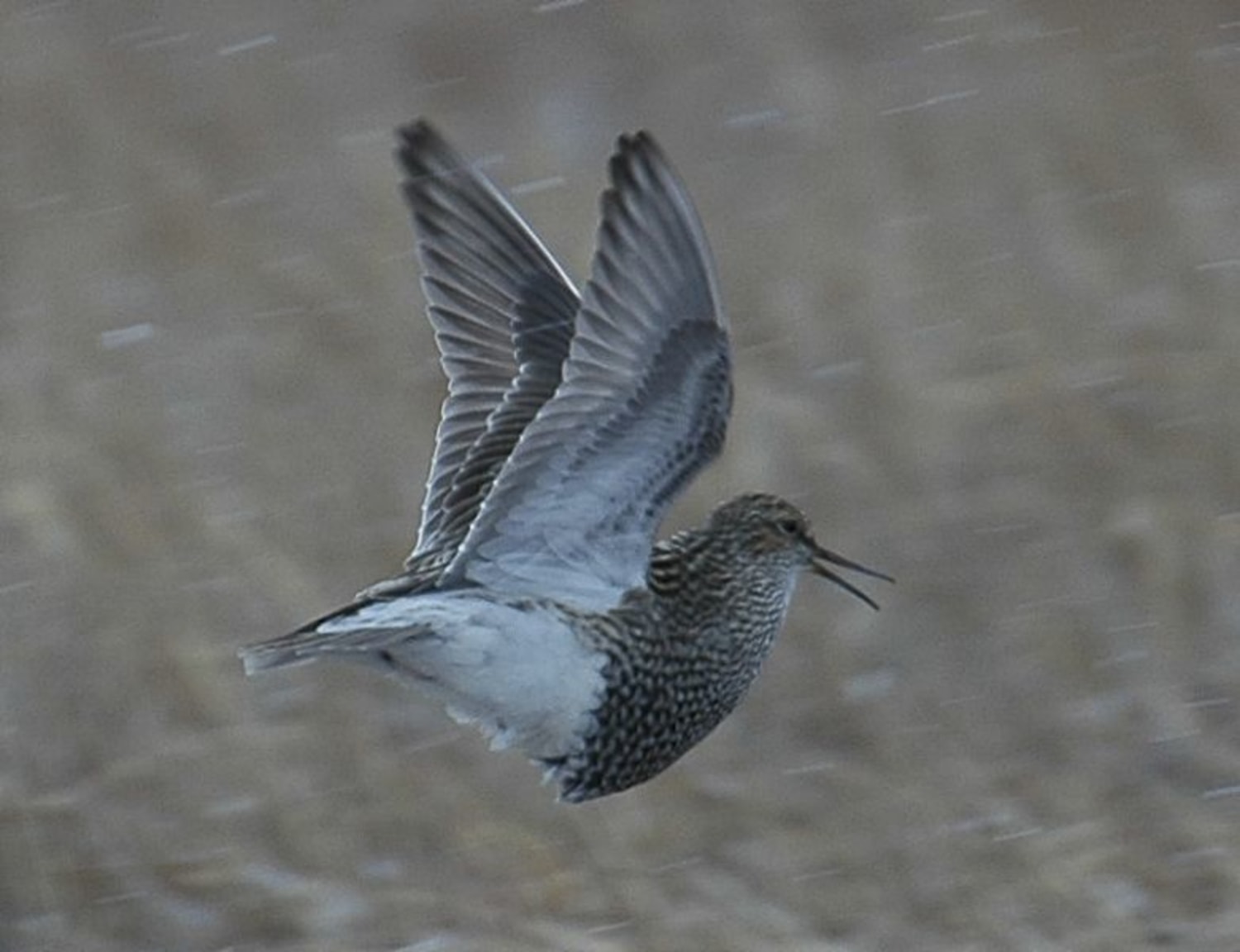 Pectoral Sandpiper In Flight Season Summaries — James Bay Shorebird
