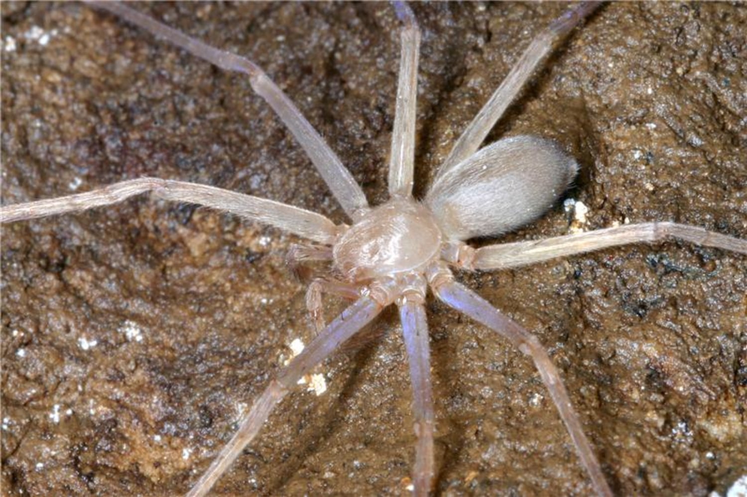 blind cave wolf spider