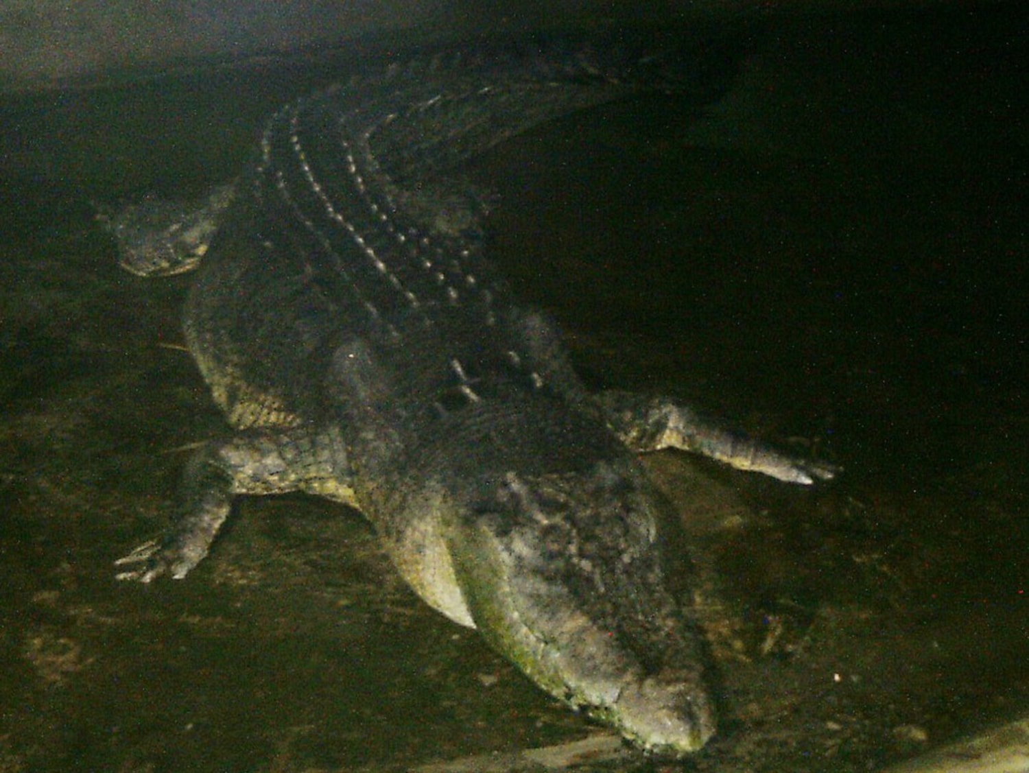 lolong croc