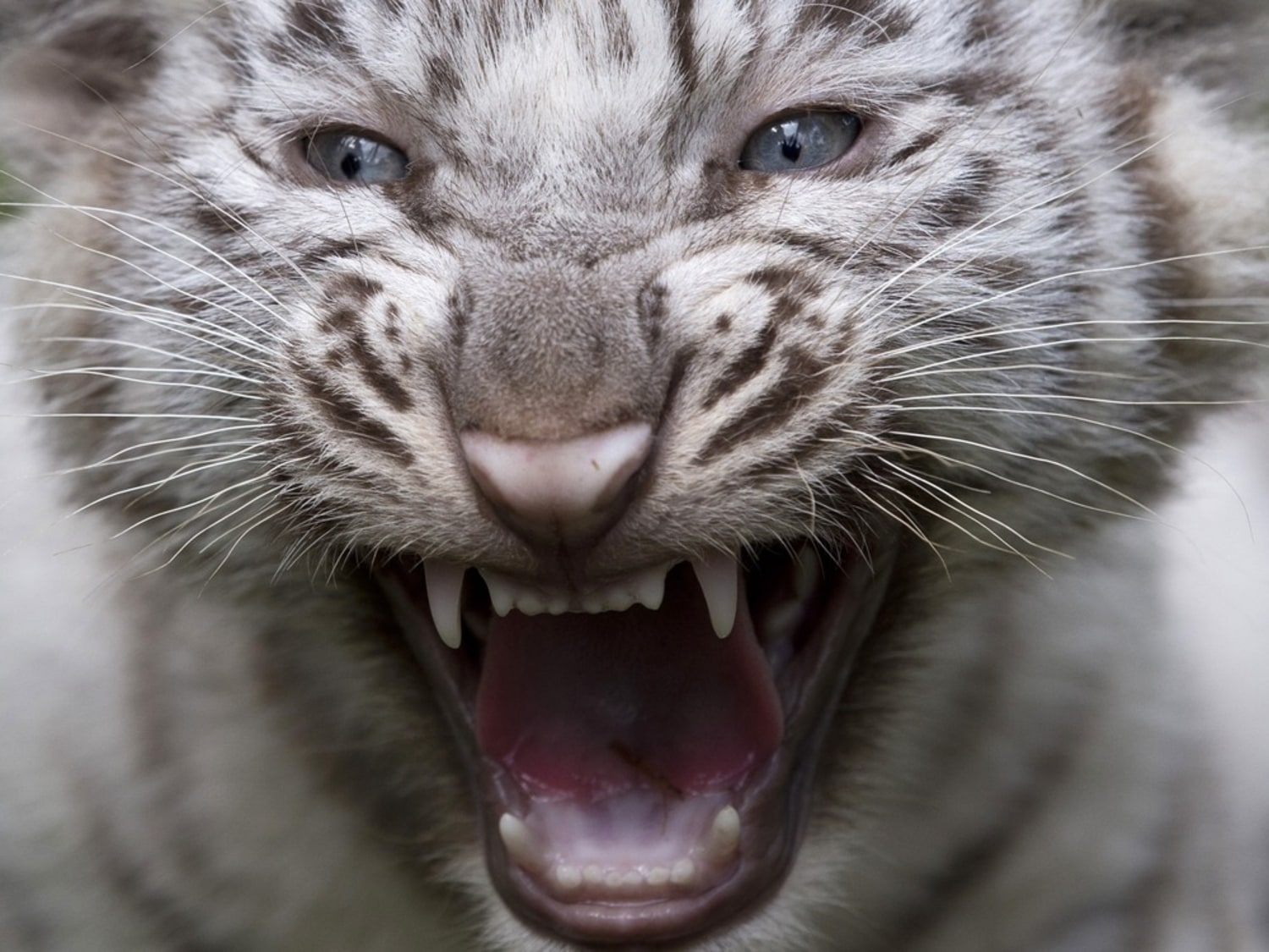 white tiger teeth