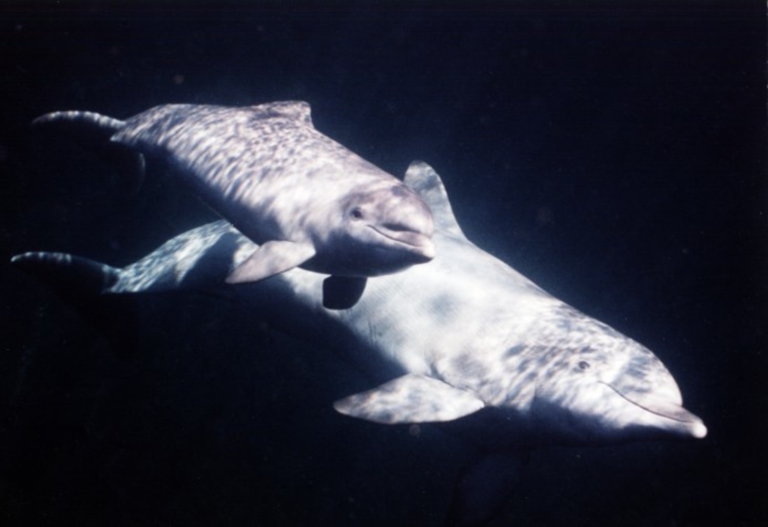 do dolphins sleep while swimming