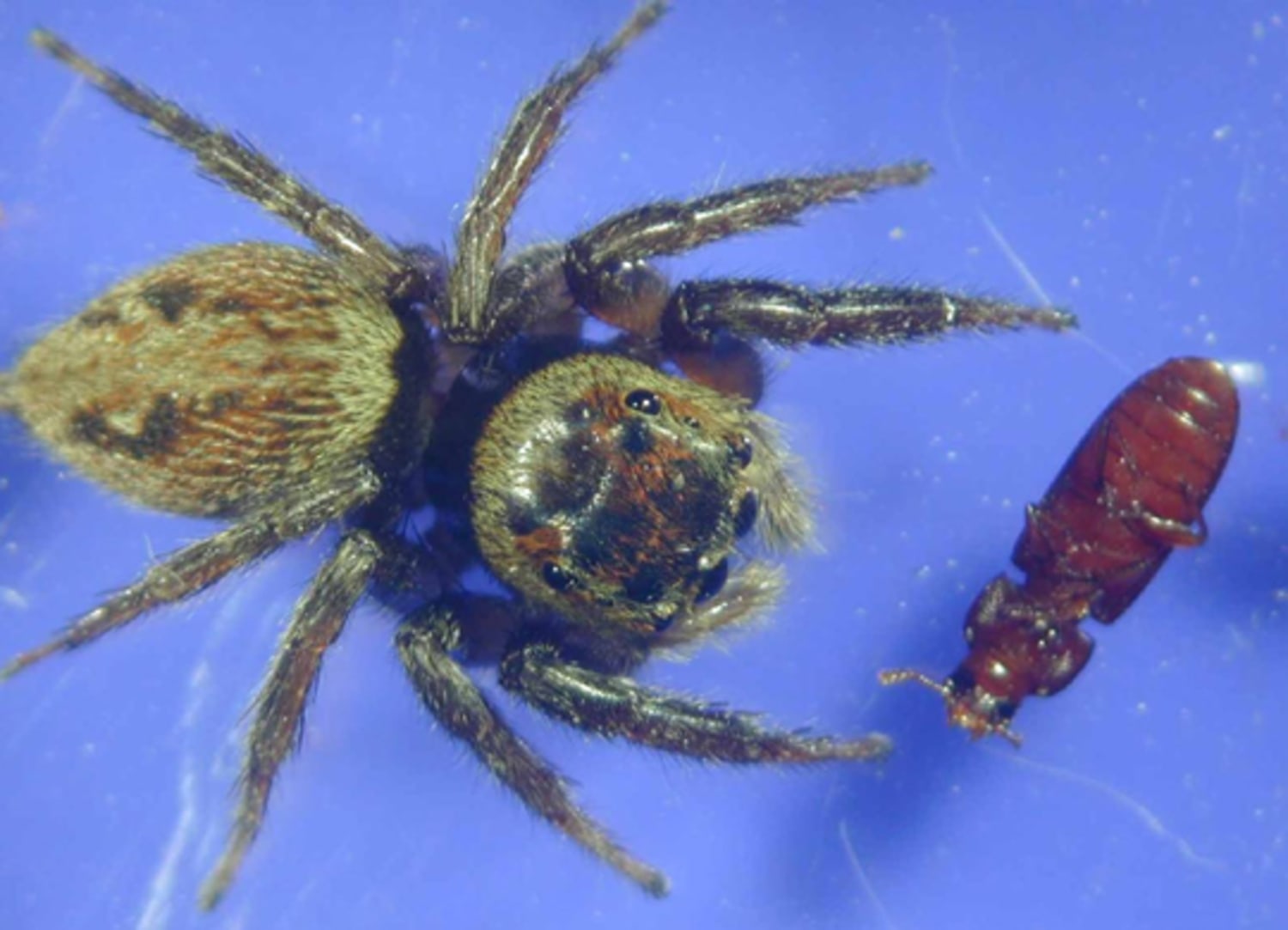 Animals Playing Dead