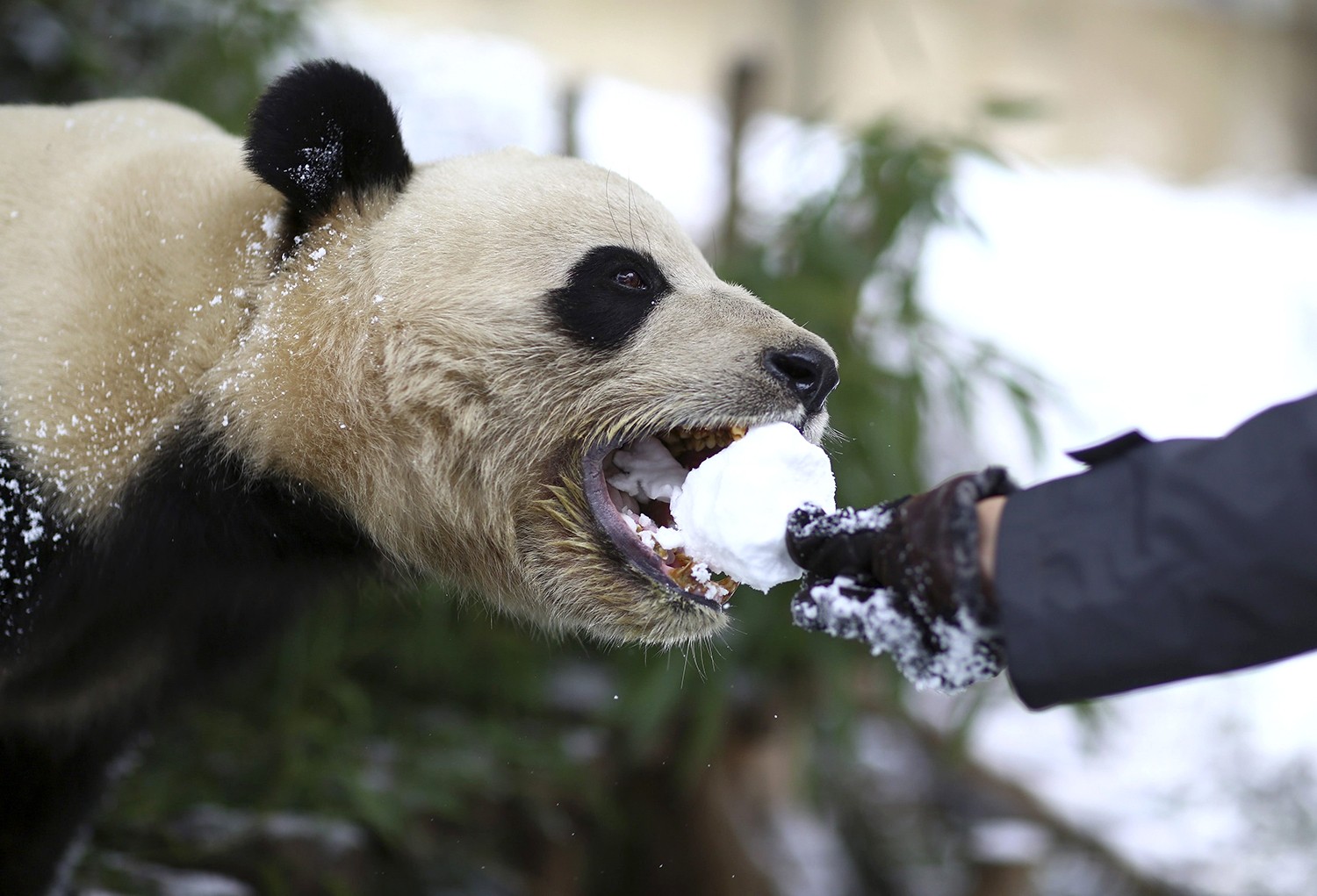 panda eating fish
