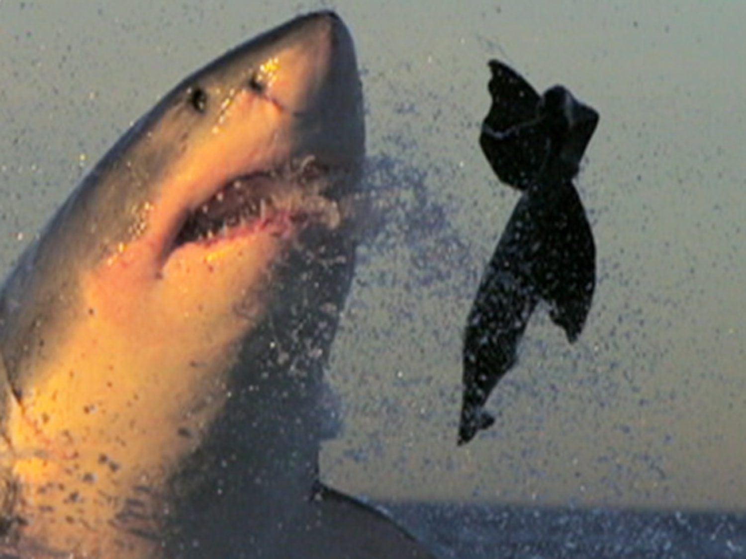 Great White Shark Colossus