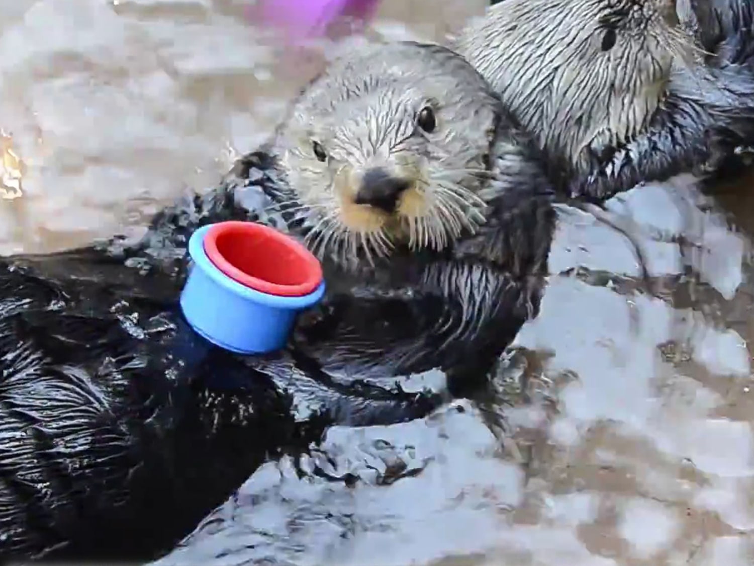 otter stackable cups gif