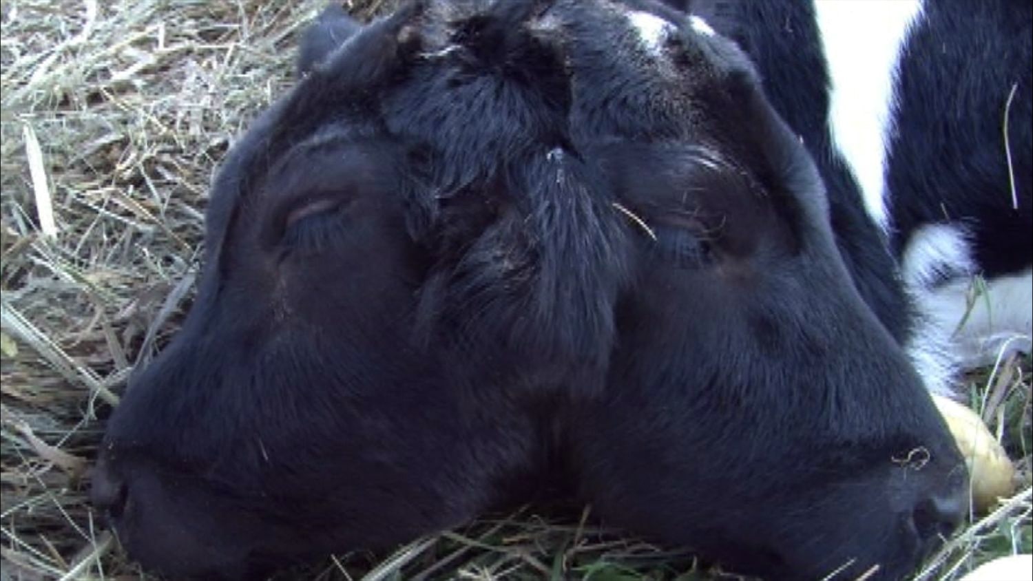 two headed cow documentary