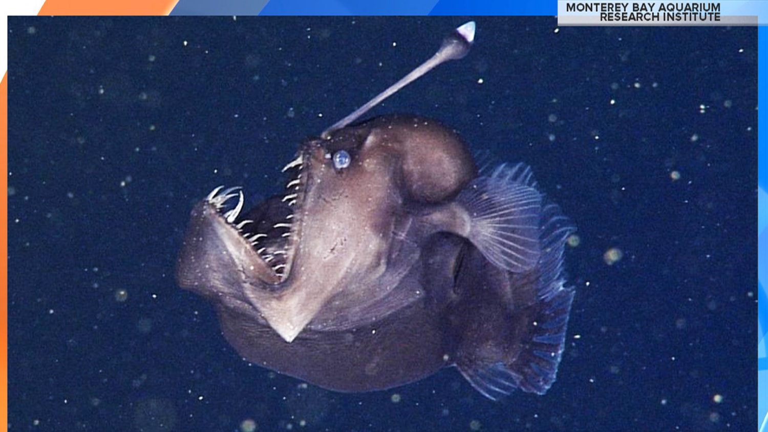sea devil fish real