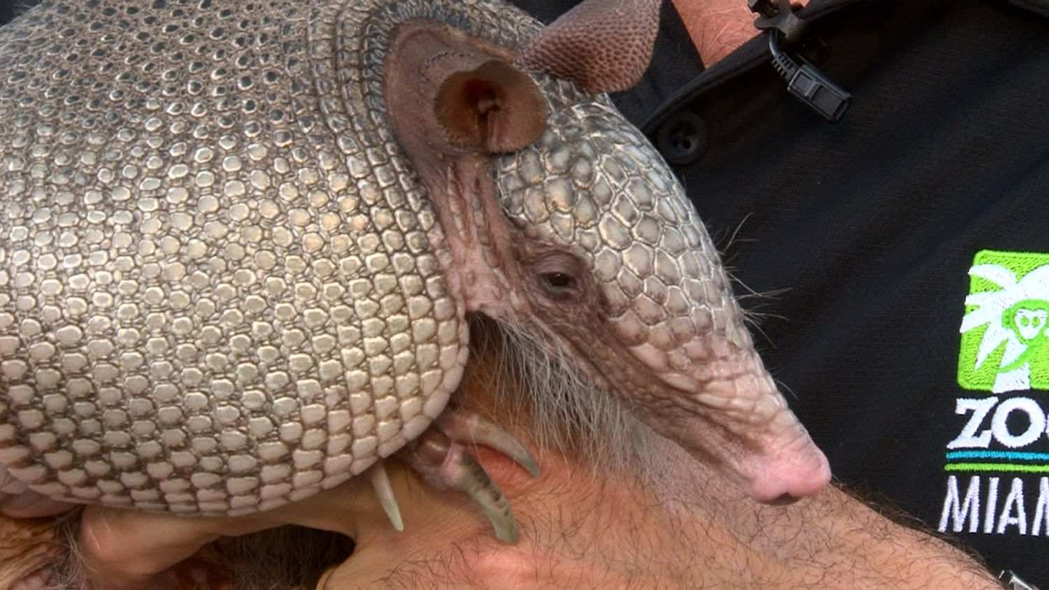 leprosy armadillo