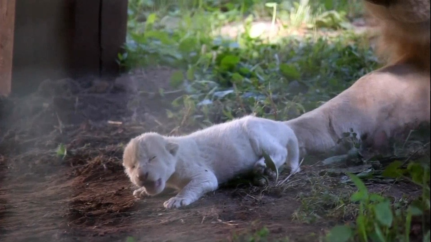 Newborn White Lion Cubs Rare White Lion Cub Debuts At Hungary Zoo