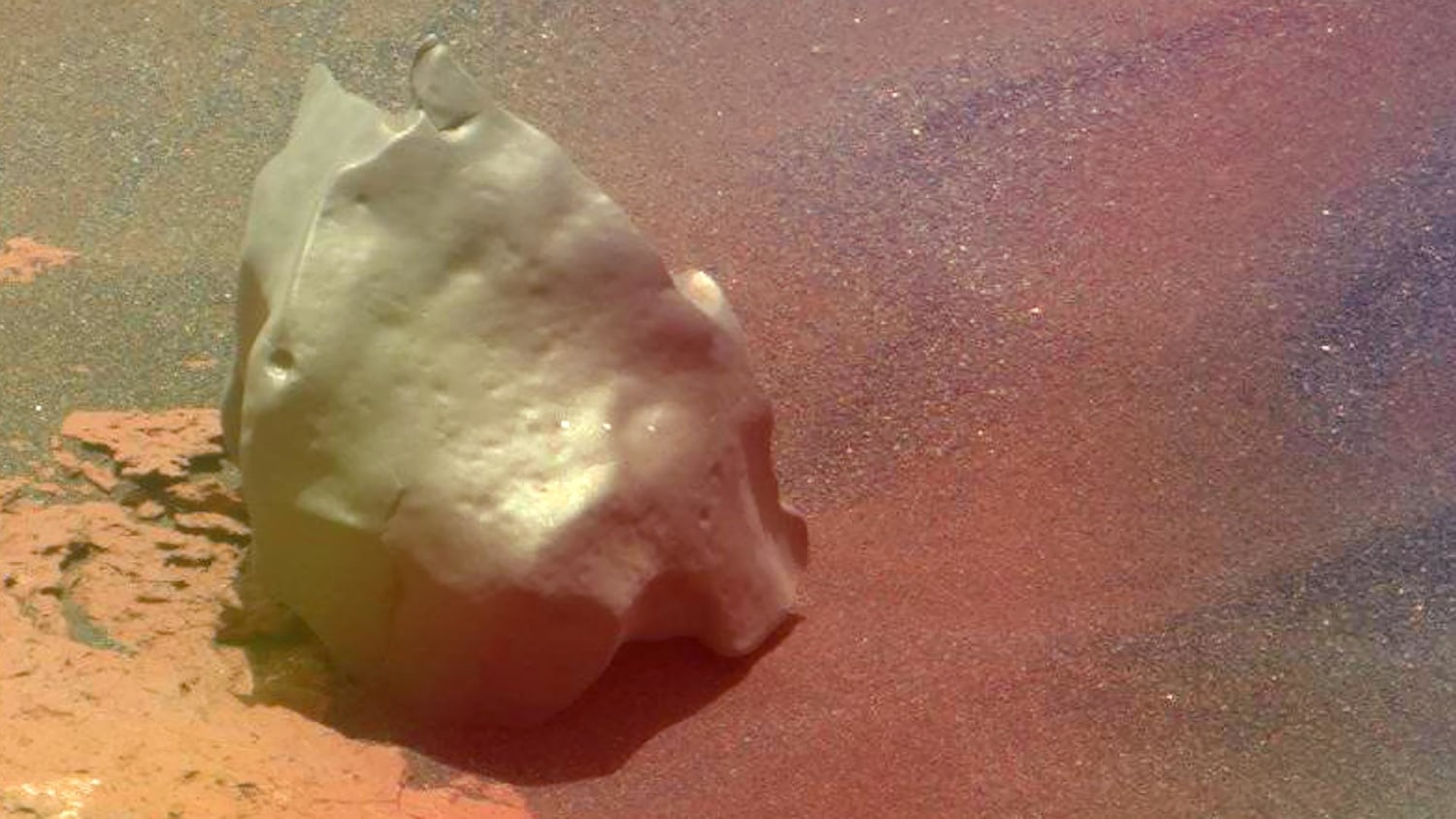 life on mars speculative evolution