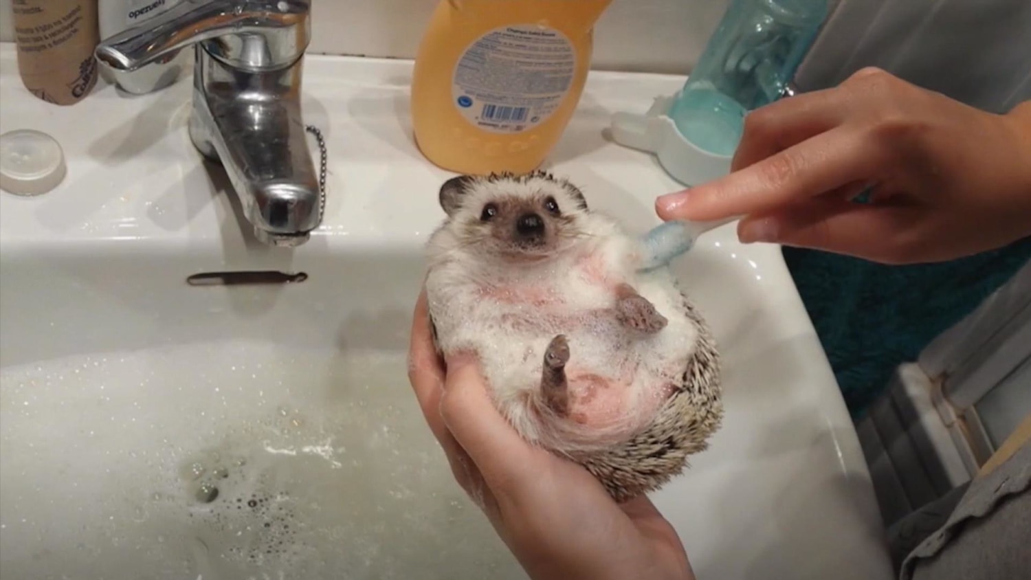 hedgehog brushing teeth