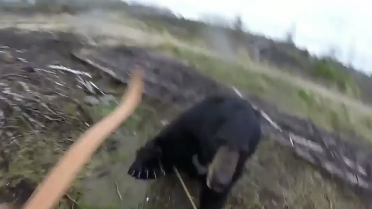 bear attacks bow