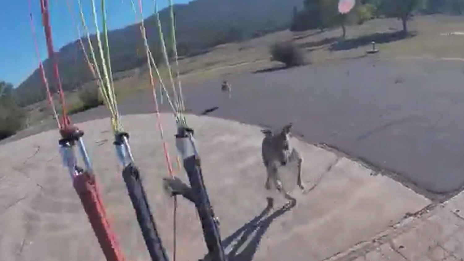 kangaroo attacks parachuter