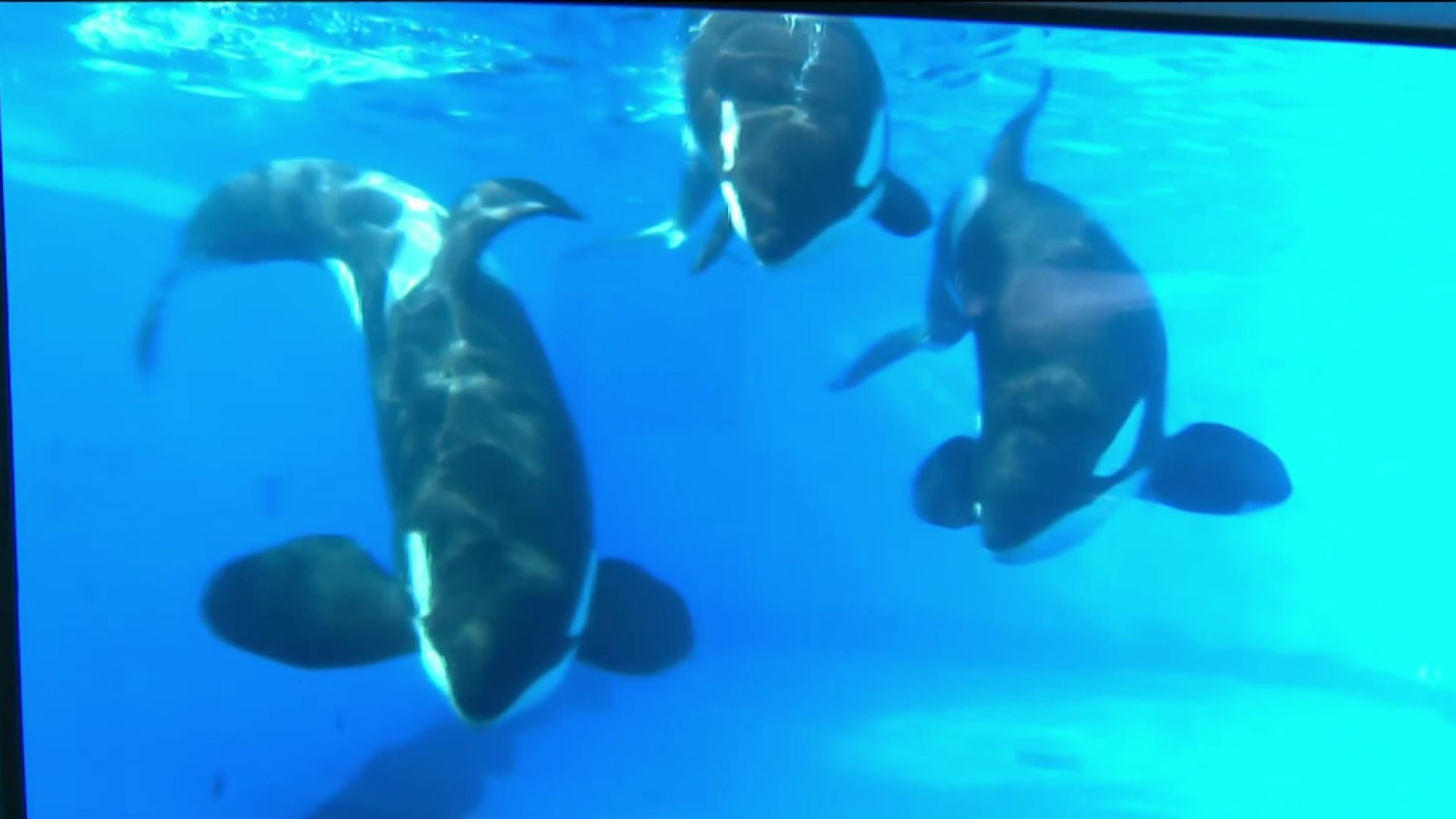 Seaworld Orlando Shamu
