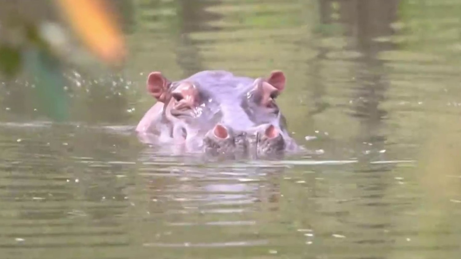 darius the rabbit missing