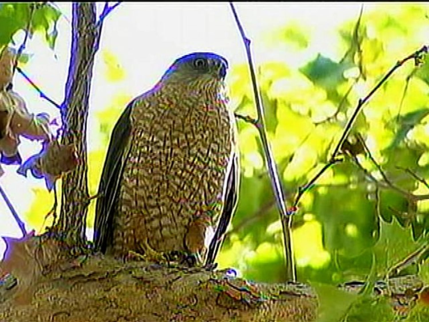 sharp shinned hawk nest