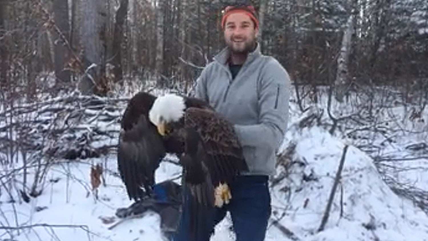 when do bald eagles hunt