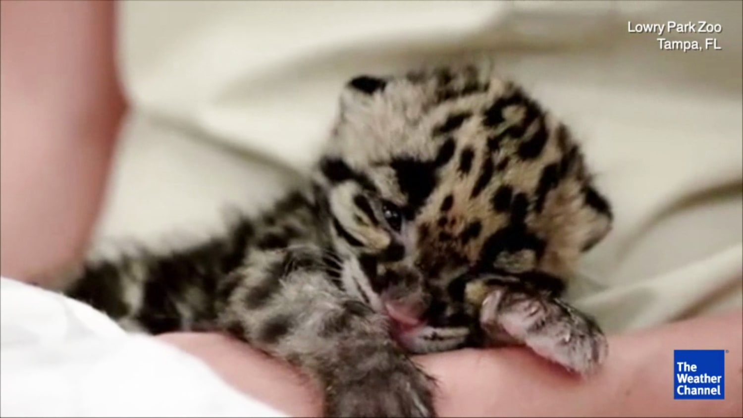 newborn leopard