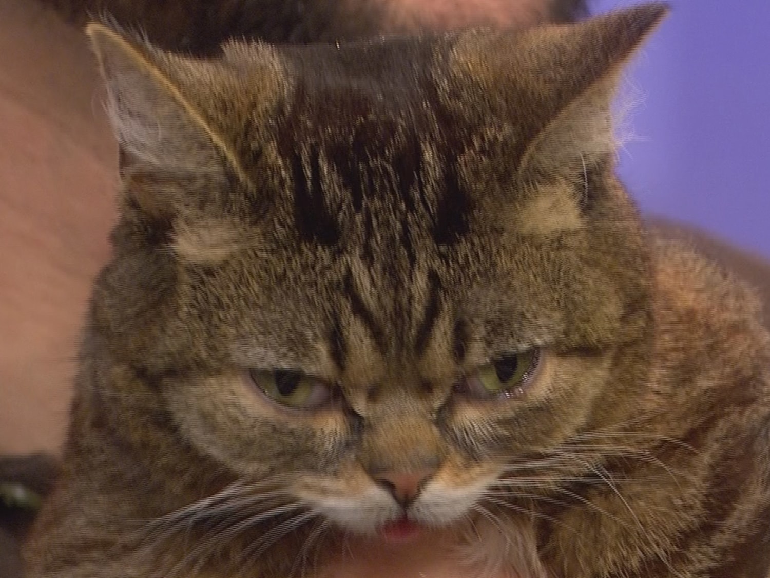 grumpy cat lil bub