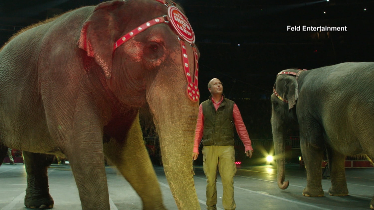 performing elephants