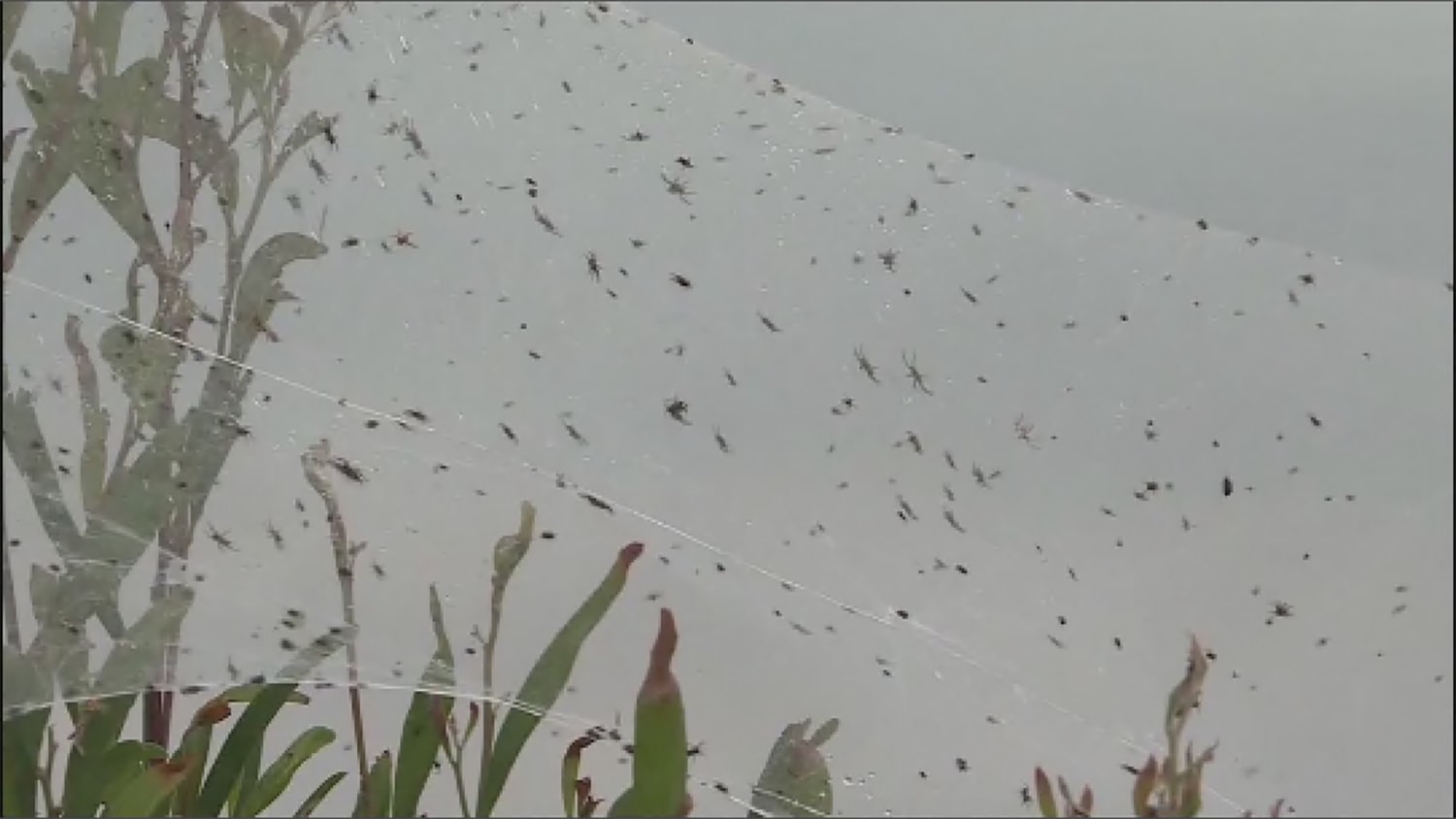 Spiders Swarm To High Ground Following Flooding In Australia Youtube