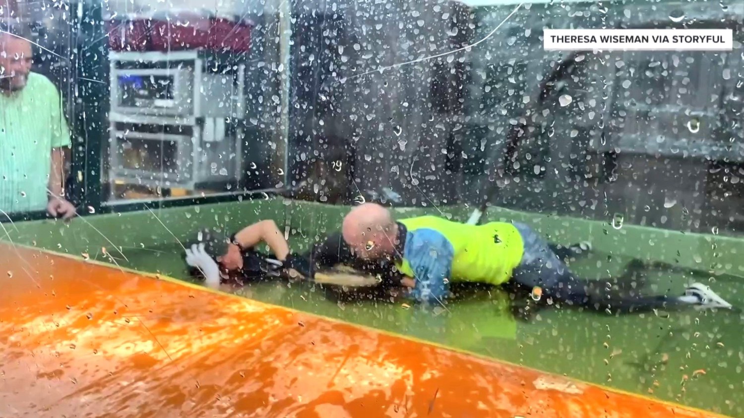 crocodile attacks handler