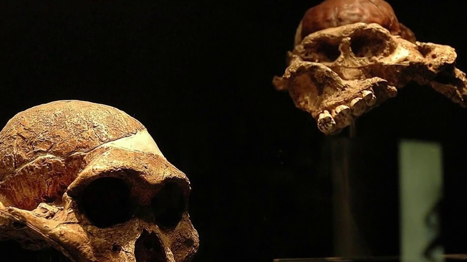 old human skeleton found