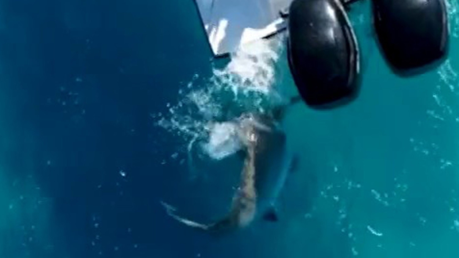 fishing shark attack