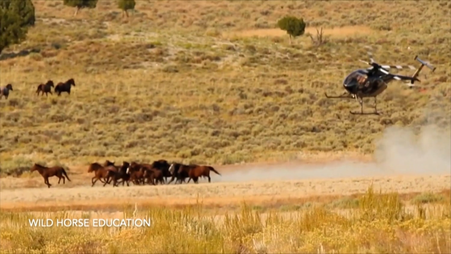 Wild Mustang Roundup