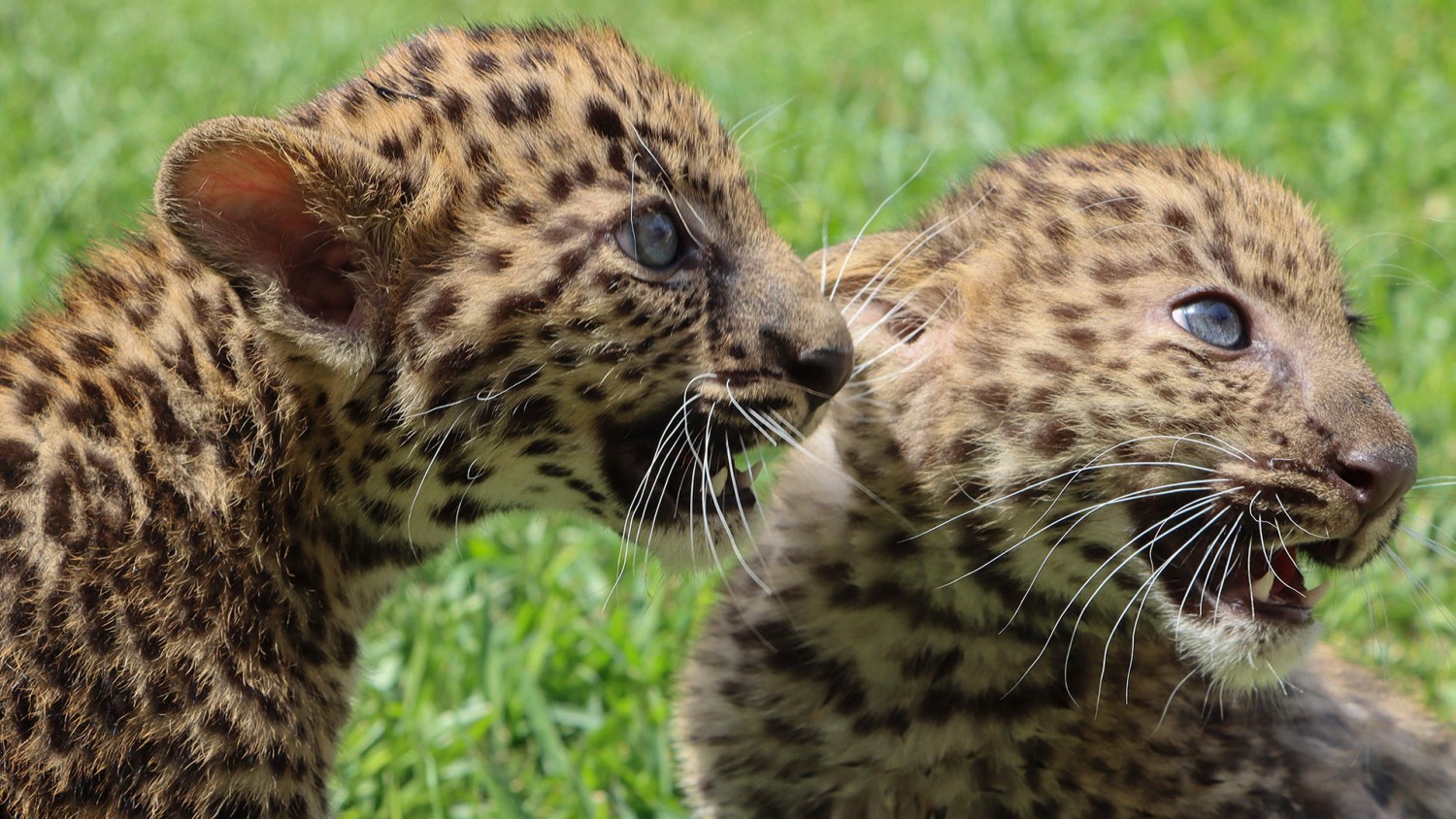leopard cubs born bengal captivity