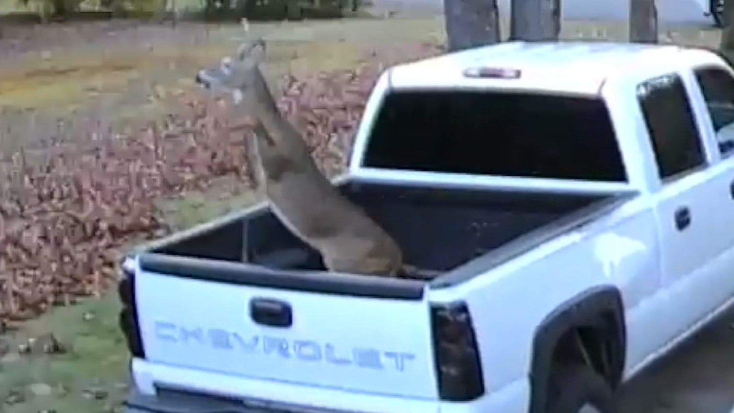 Truck Deer Accidents