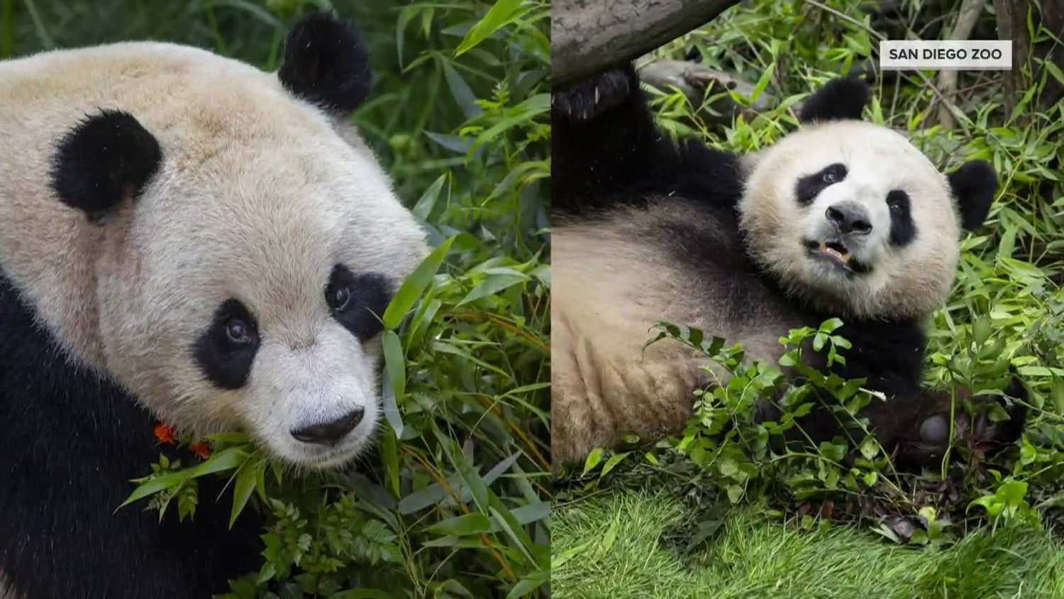 female panda