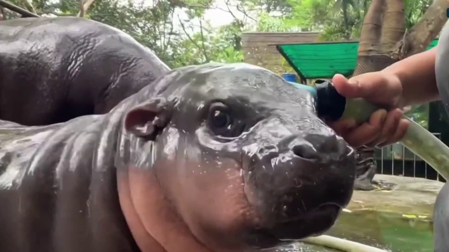 pygmy hippo attack