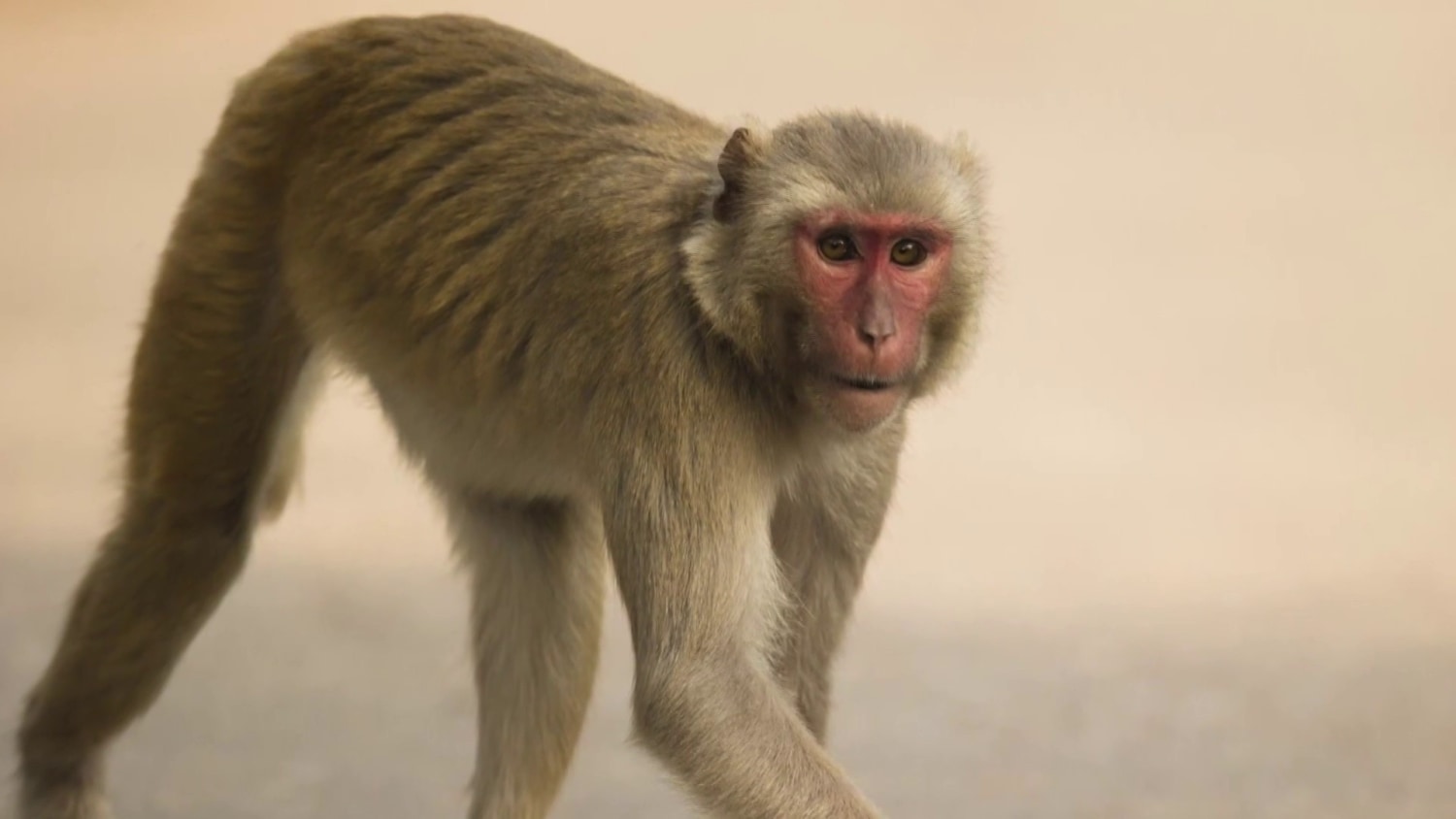 angry monkeys escape