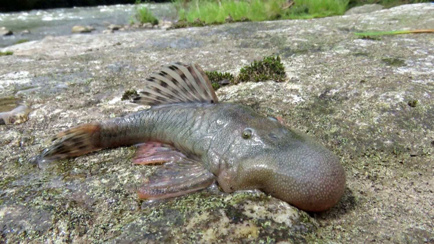 Wallpaper Of The Amazon River Fish