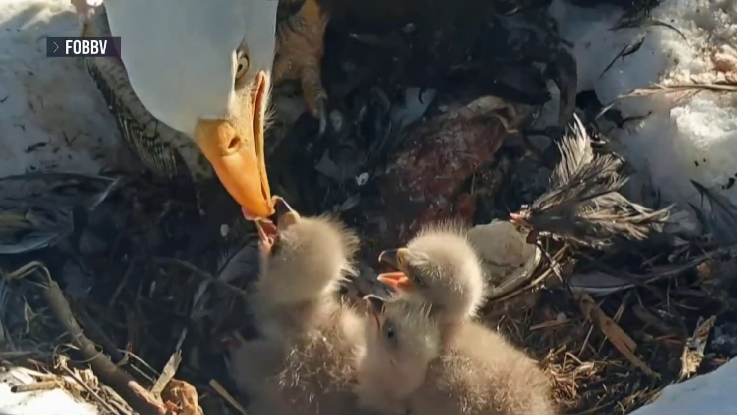 baby eaglets