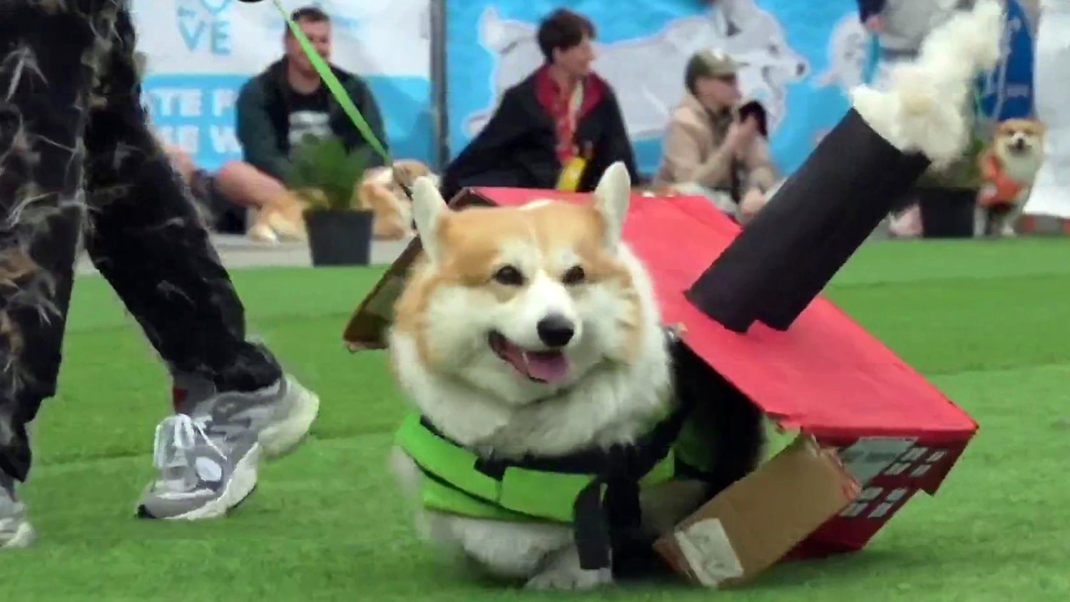 hover corgi