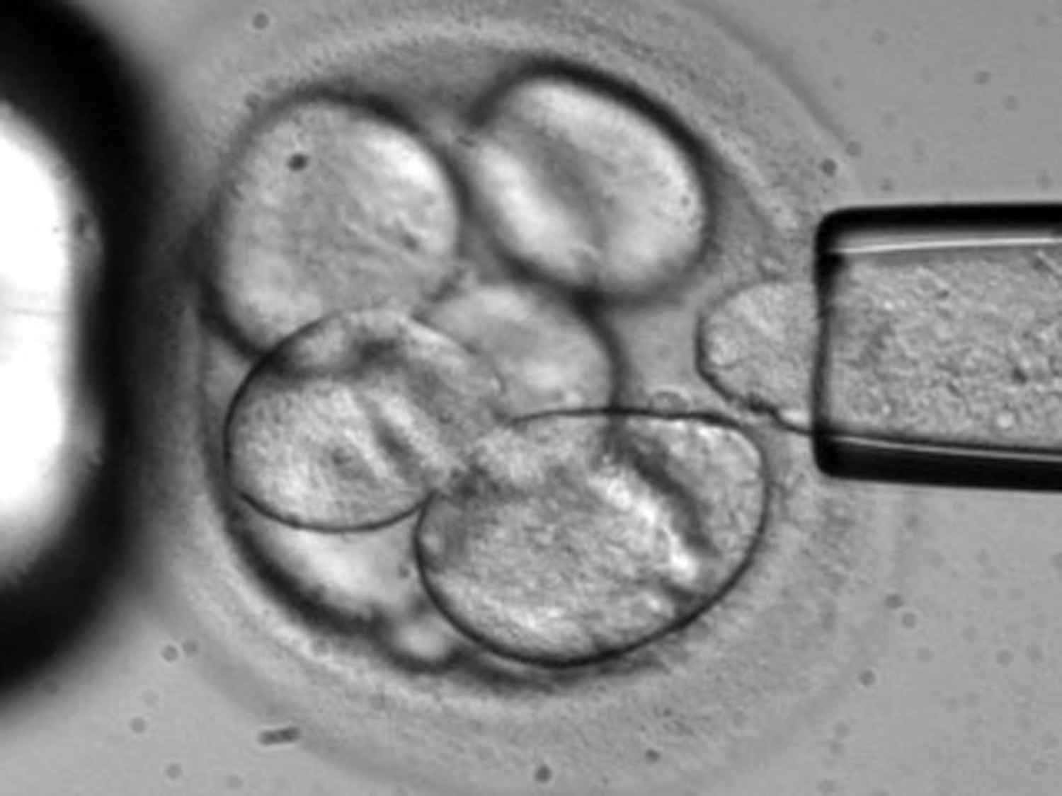 embryo stem cells