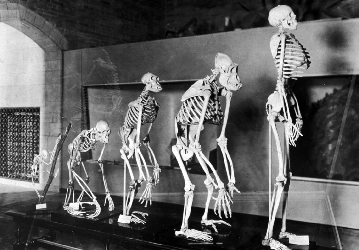 human evolution skeletons