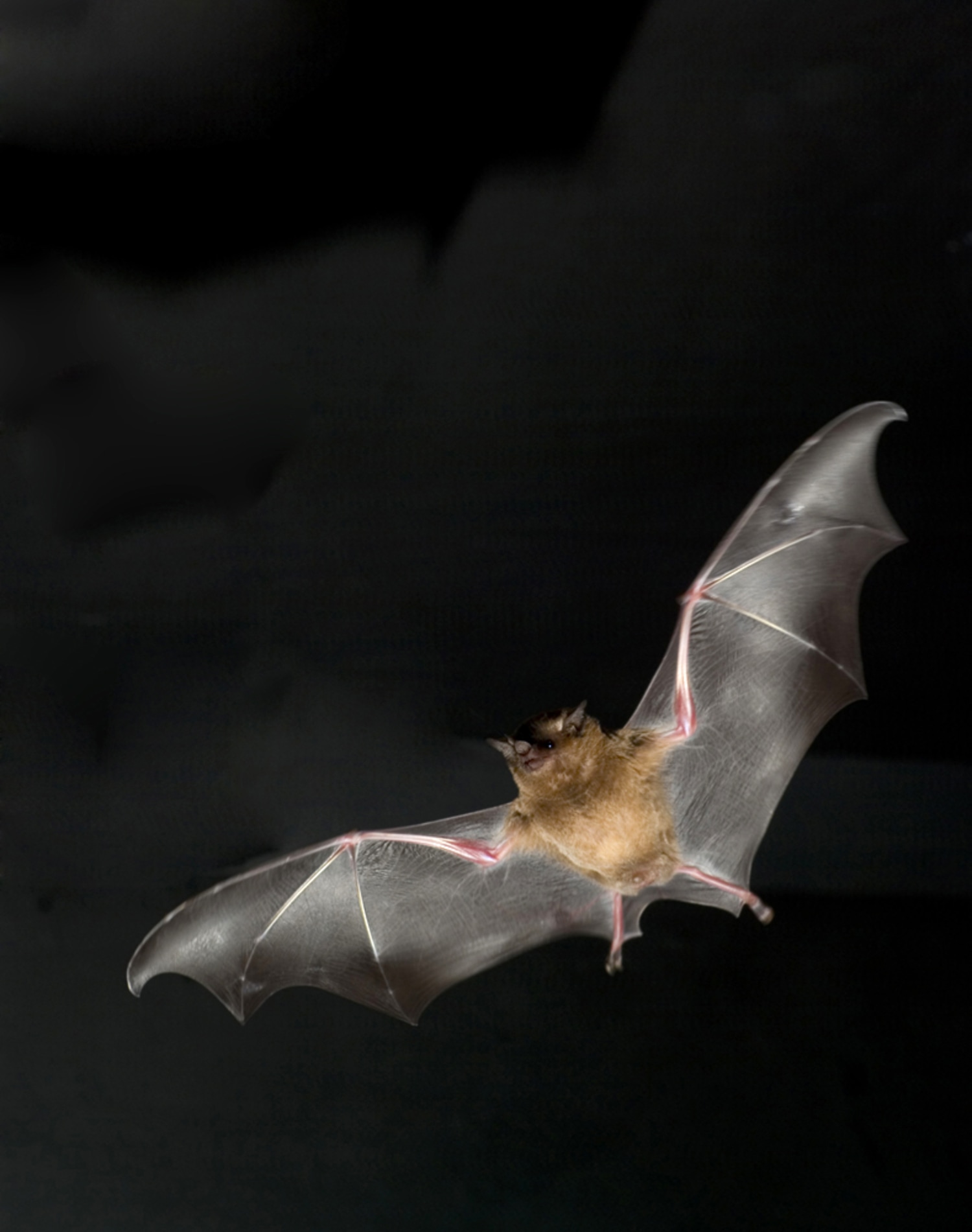 do bats spit while flying