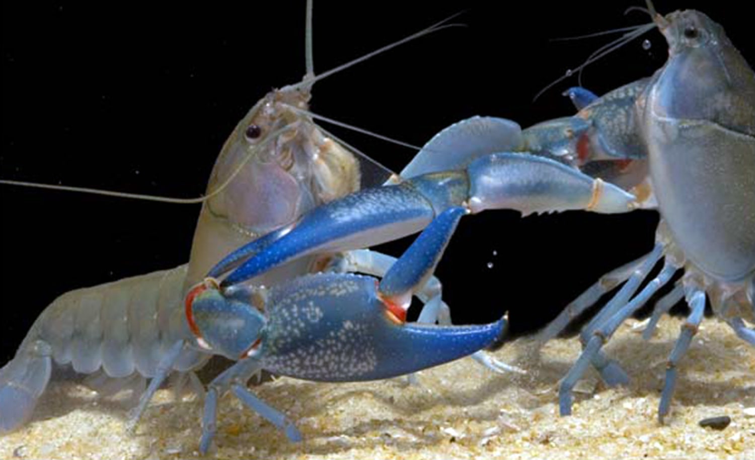 defra crayfish