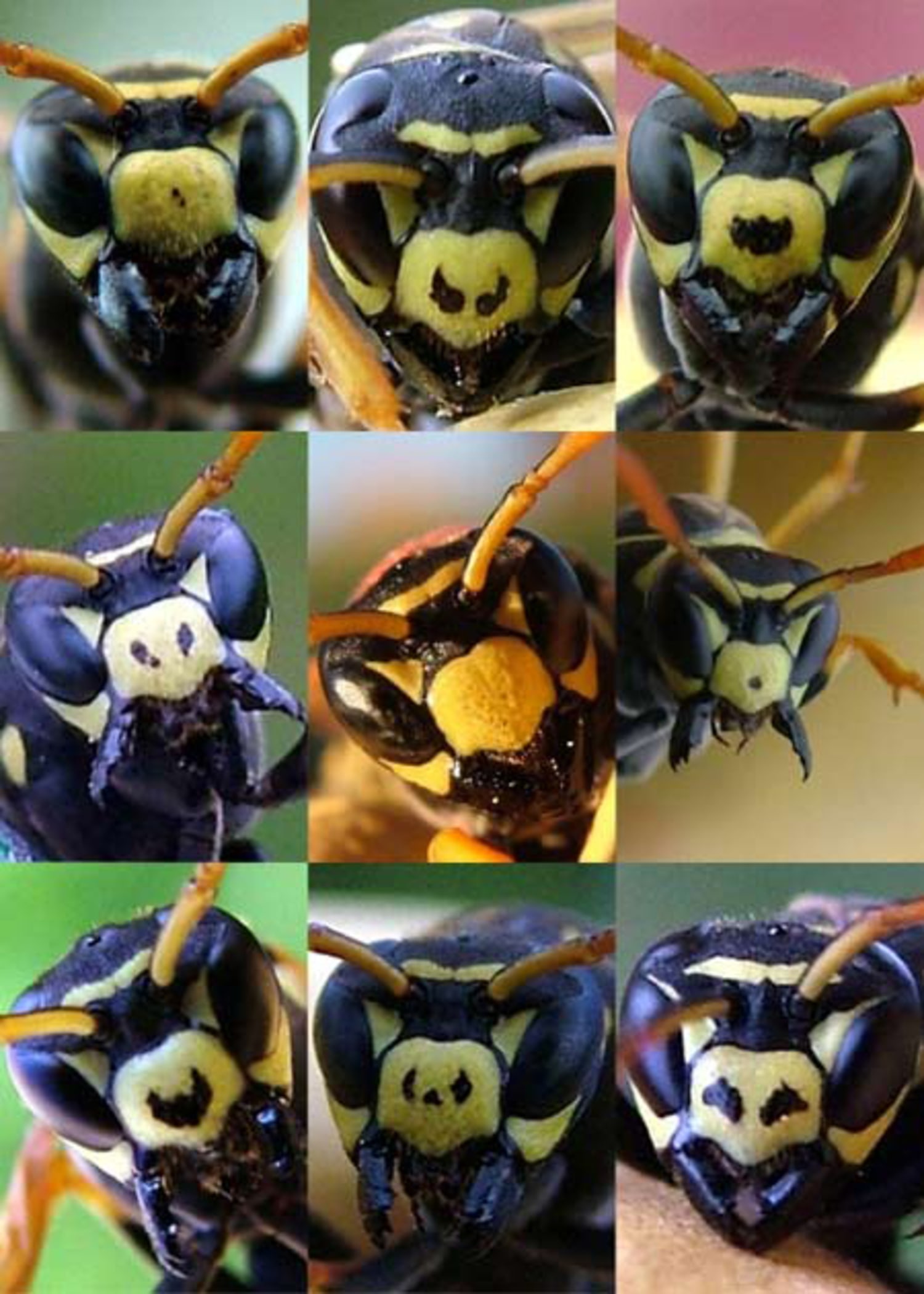 mad wasp