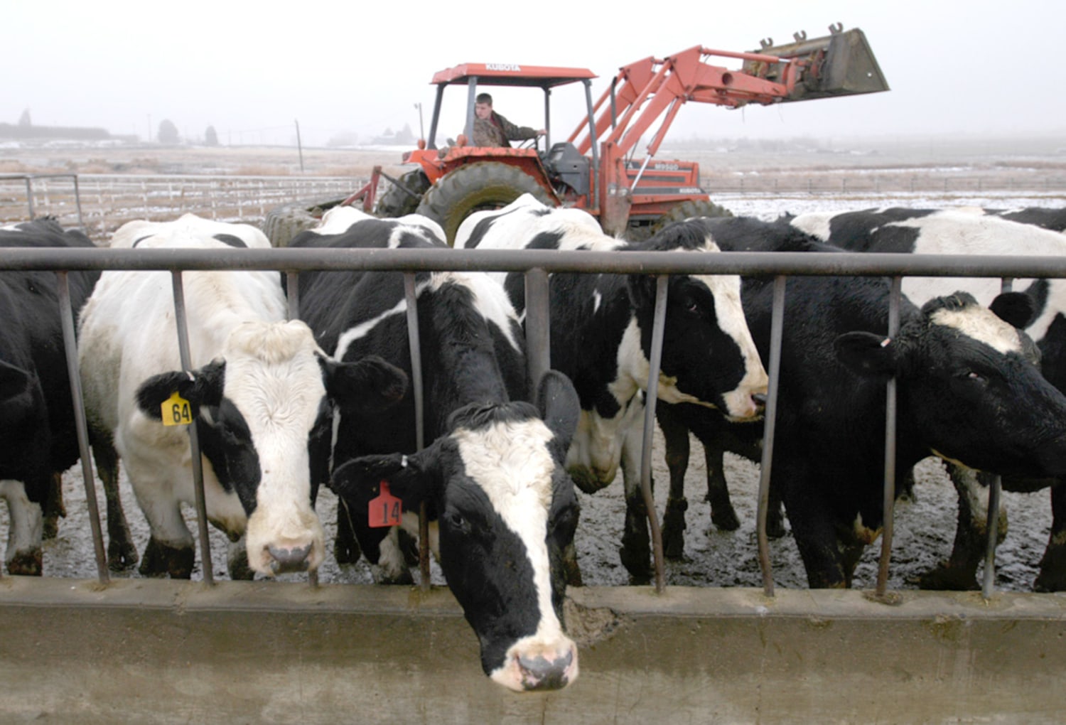 angry cows codeforces