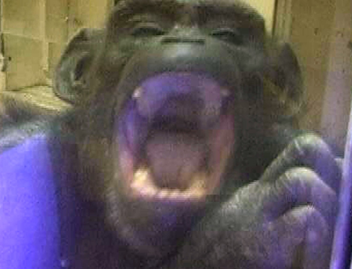 yawning monkey