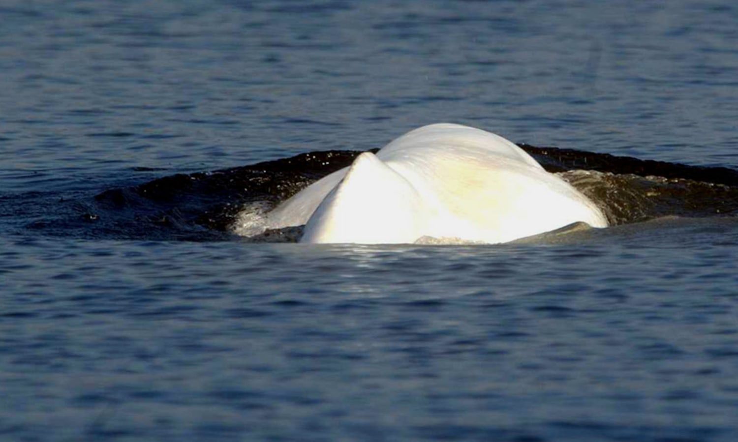 Whale Swims Under Bridge Deals | emergencydentistry.com