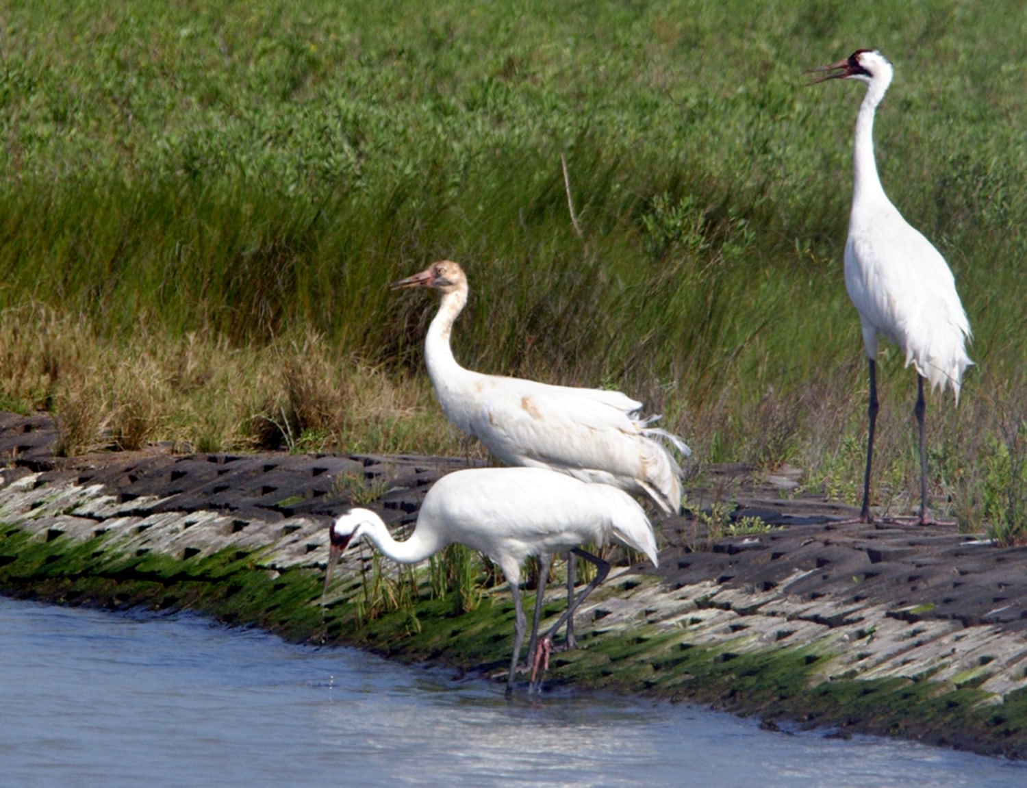 Whooping Cranes Rockport Texas Outlet | emergencydentistry.com