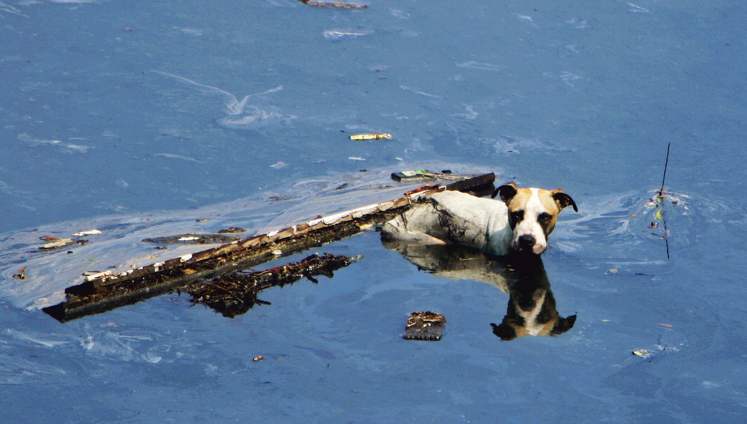 Hurricane Katrina Dogs Many Pets, Rescued From Katrina, Are Finding