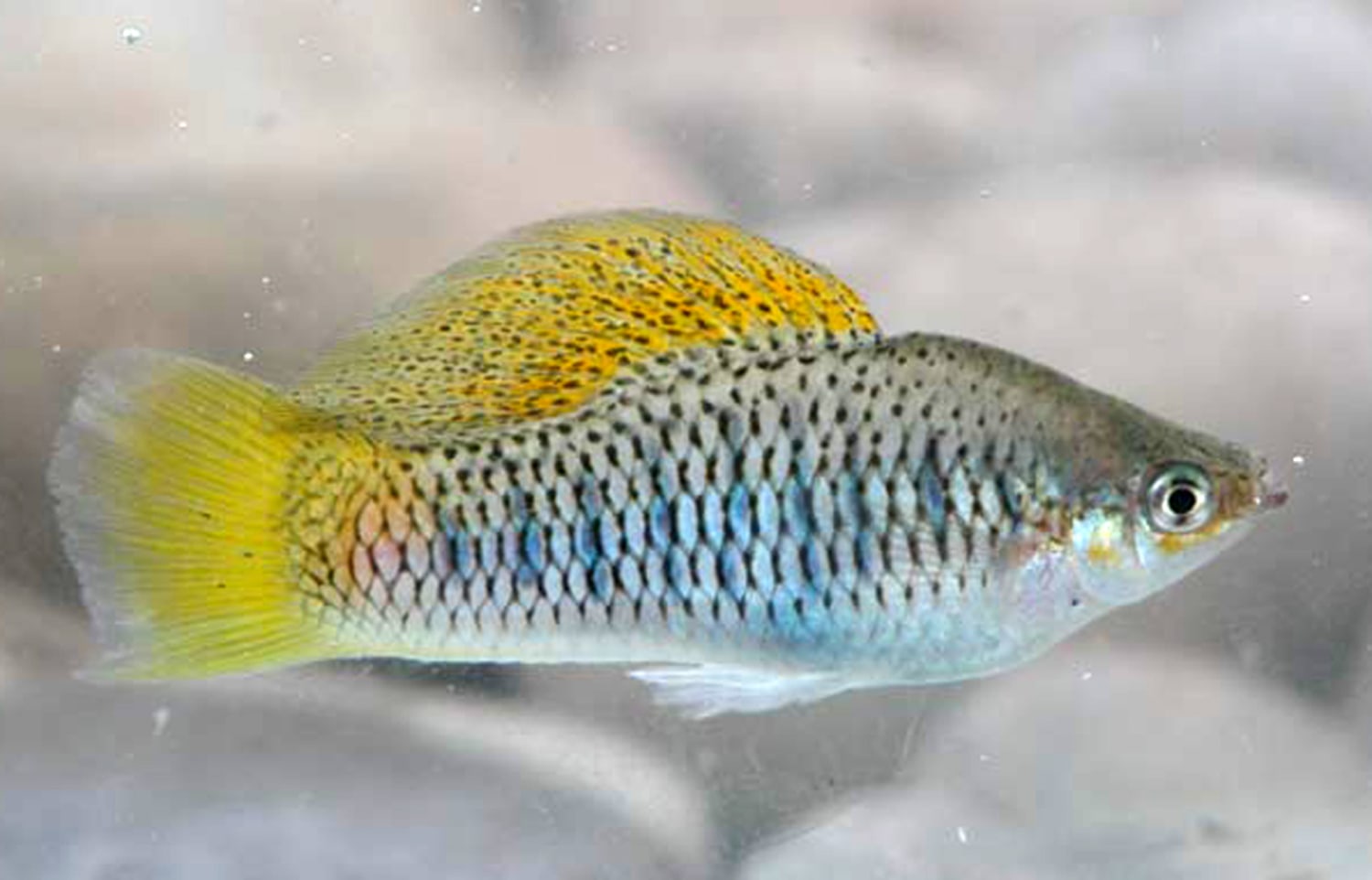 female swordtail fish coloring pages