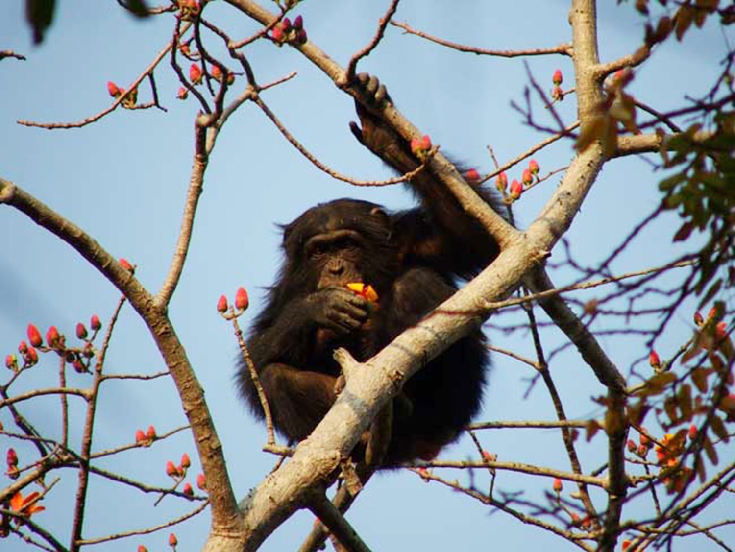 do monkeys use weapons